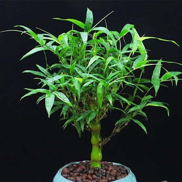 Bonsai – My Home Nature
