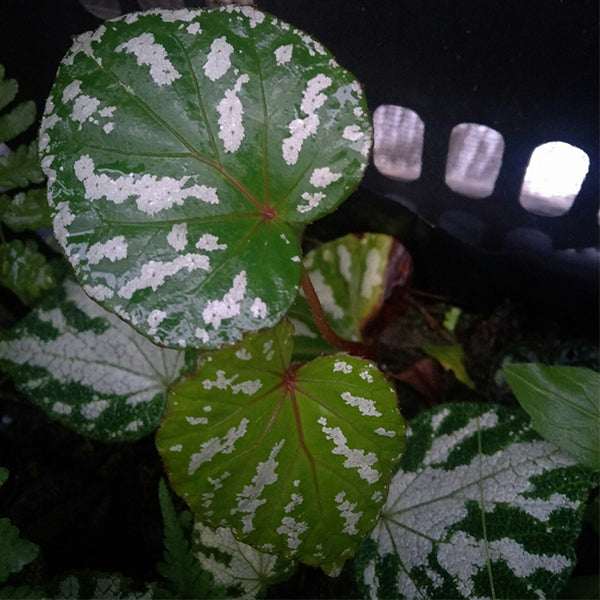 Begonia Handelii Irmsch for Sale | My Home Nature