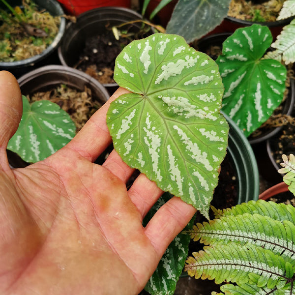 Begonia Handelii Irmsch for Sale | My Home Nature