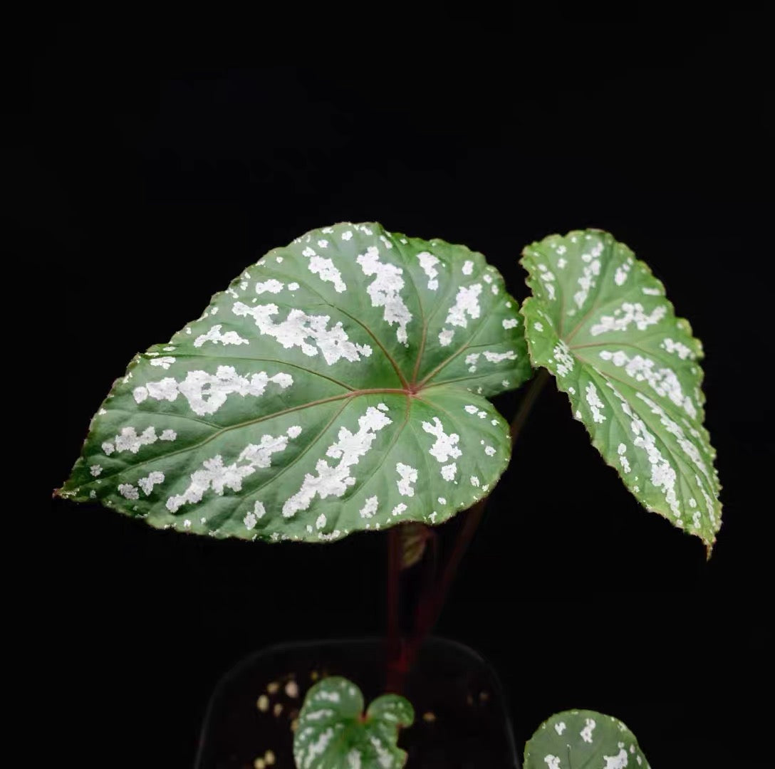 Begonia Handelii Irmsch for Sale | My Home Nature