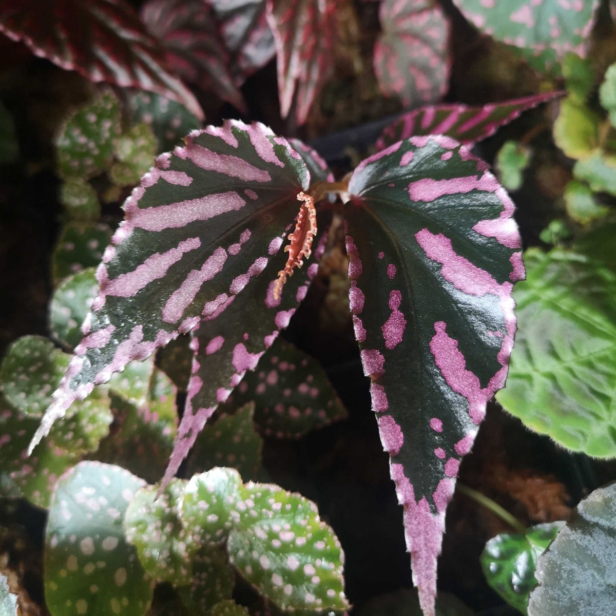 Begonia sp. Julau for Sale | My Home Nature