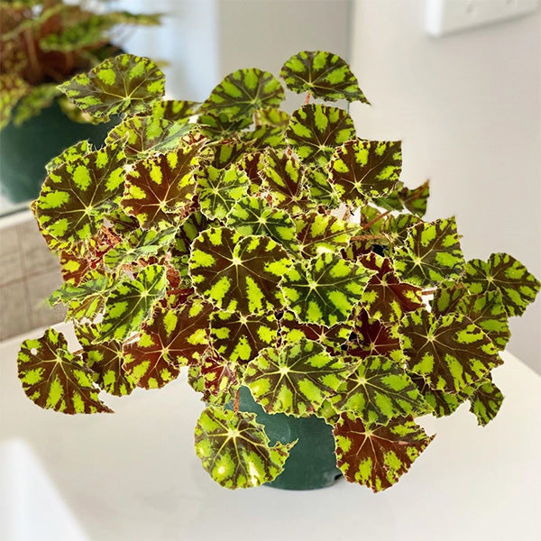 Begonia "Tiger Kitten" for Sale | My Home Nature