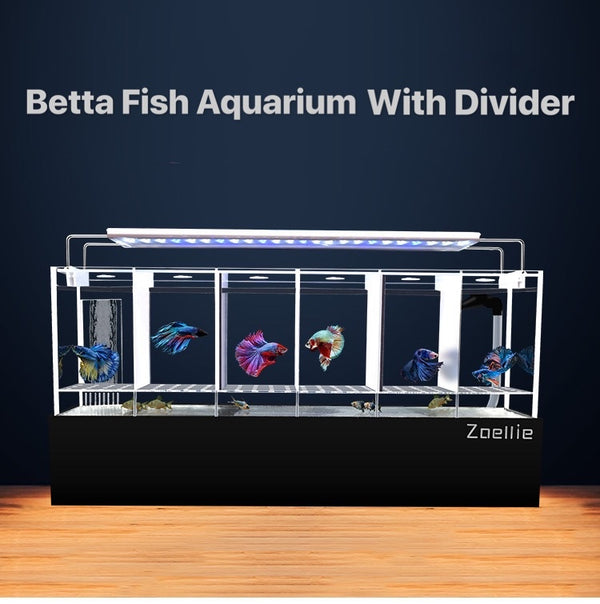 Betta Fish Multiple Tanks With Filtration for Sale | My Home Nature