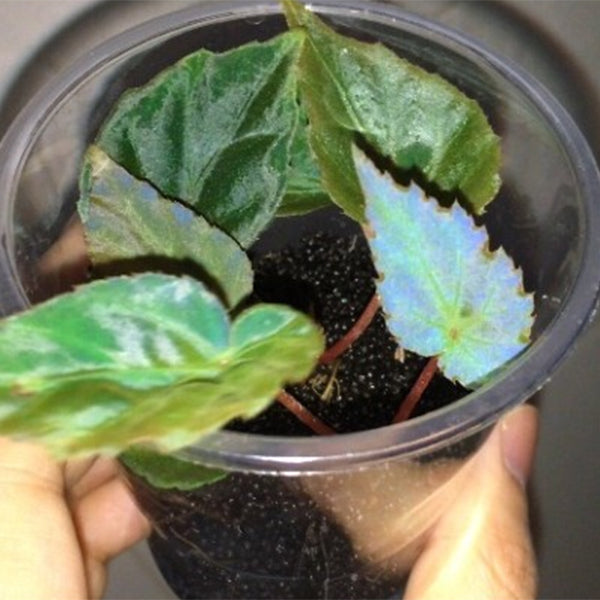 Blue Begonia (Begonia pavonina) for Sale | My Home Nature