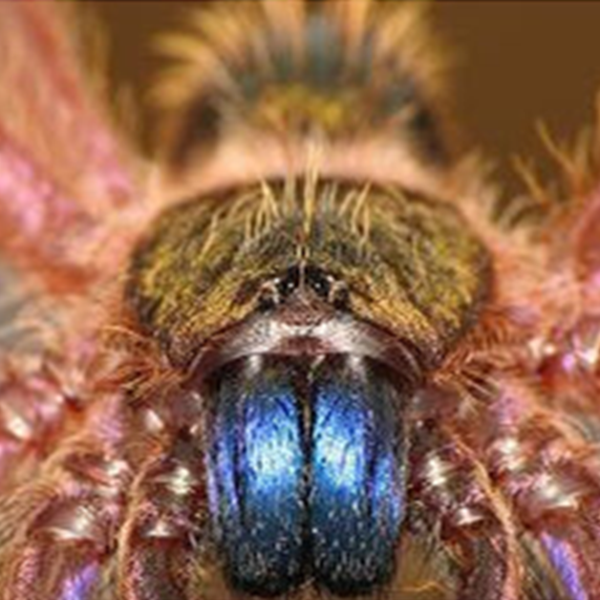 Blue Fang Skeleton Tarantula (Ephebopus cyanognathus) for Sale | My ...