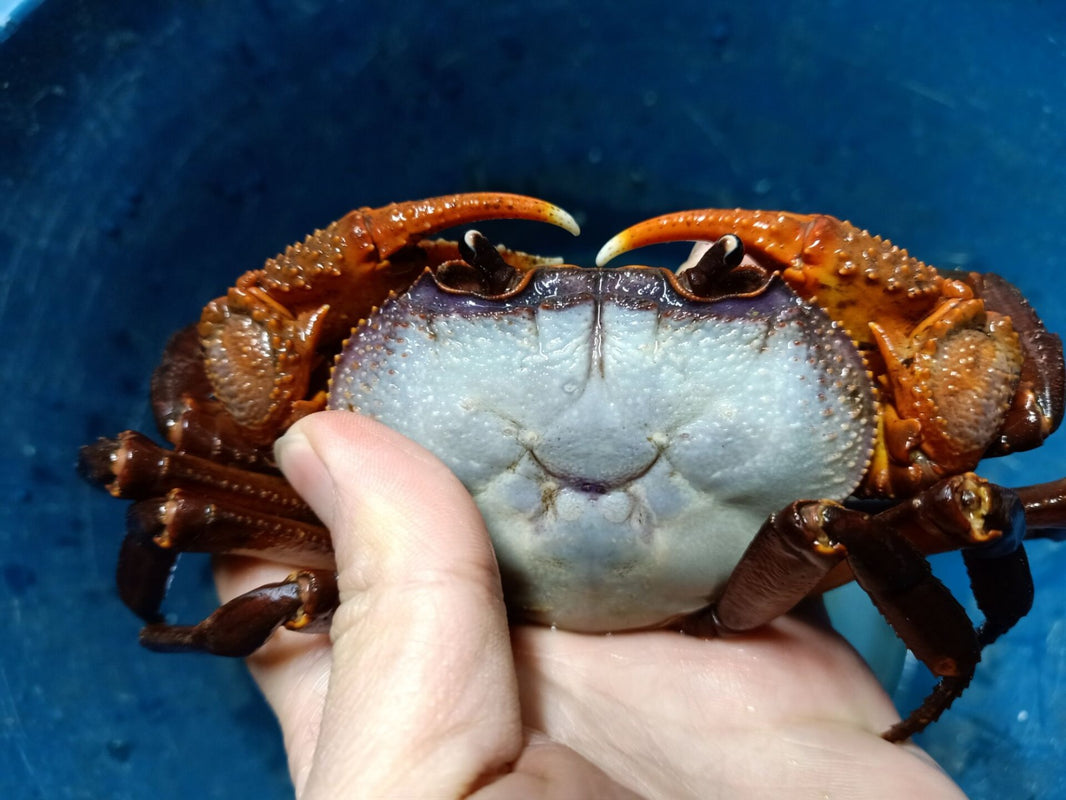 Crabs – Page 3 – My Home Nature