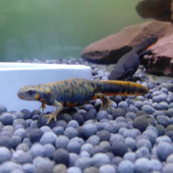 Blue Tailed Fire Belly Newt (Cynops cyanurus) for Sale | My Home Nature