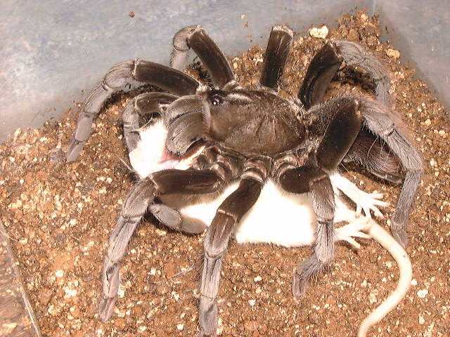 Burgundy Goliath Bird Eater Tarantula (Theraphosa stirmi) for Sale | My ...