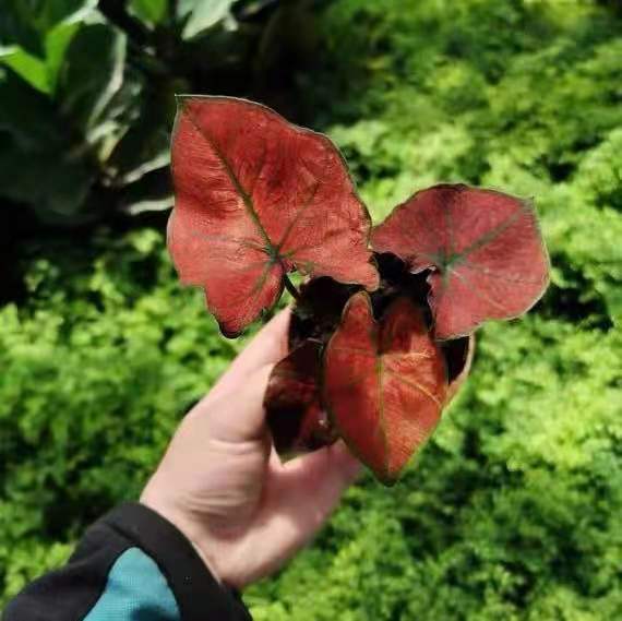 Caladium 'Festivia' for Sale | My Home Nature