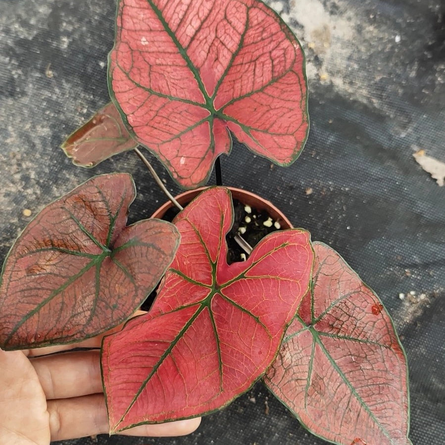 Caladium 'Festivia' for Sale | My Home Nature