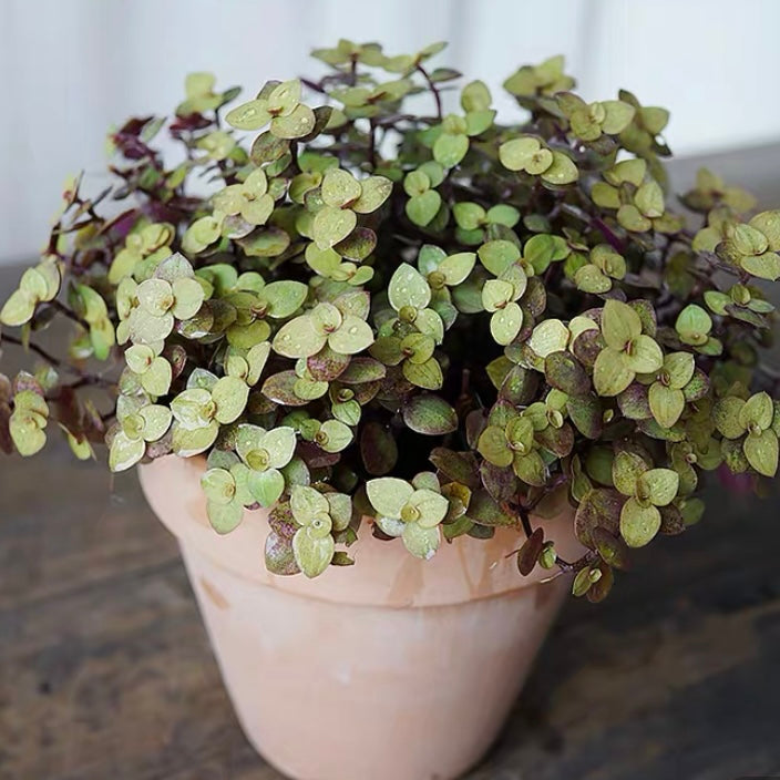 Gold Creeping inchplant (Callisia repens) for Sale | My Home Nature