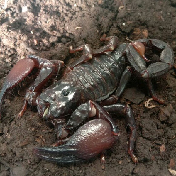 Cave Clawed Scorpion (Pandinus viatoris) for Sale | My Home Nature