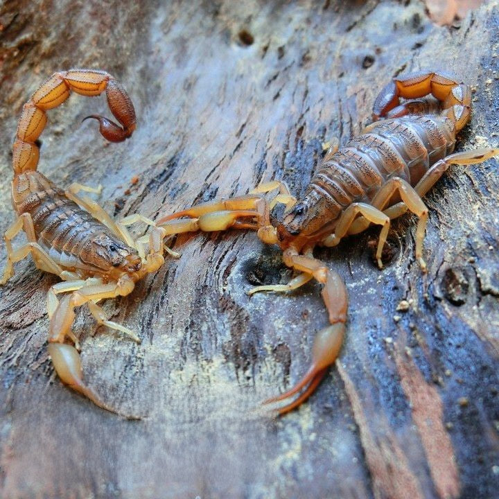 Congo red alligator back scorpion (Hottentotta hottentotta) for Sale ...