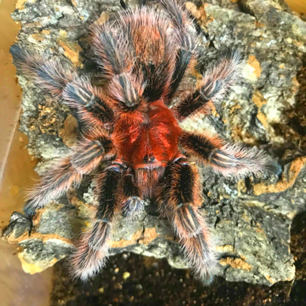 Chilean Rose Hair Tarantula (Grammostola rosea) for Sale | My Home Nature