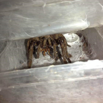 Tarantula – My Home Nature