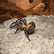 Chinese Hourglass Spider (Cyclocosmia ricketti) for Sale | My Home Nature