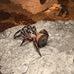 Chinese Hourglass Spider (Cyclocosmia ricketti) for Sale | My Home Nature
