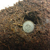 Chinese Hourglass Spider (Cyclocosmia ricketti) for Sale | My Home Nature