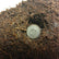 Chinese Hourglass Spider (Cyclocosmia ricketti) for Sale | My Home Nature