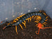 Chinese Red Head Centipede (Scolopendra mutilans) for Sale | My Home Nature