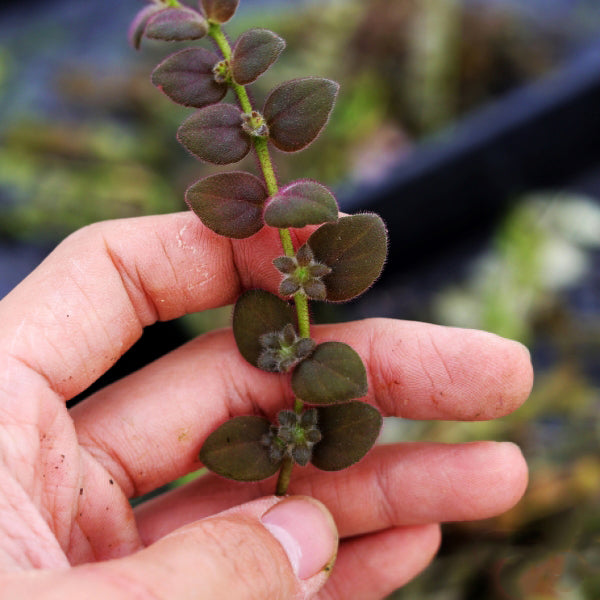 Columnea sp. for Sale | My Home Nature