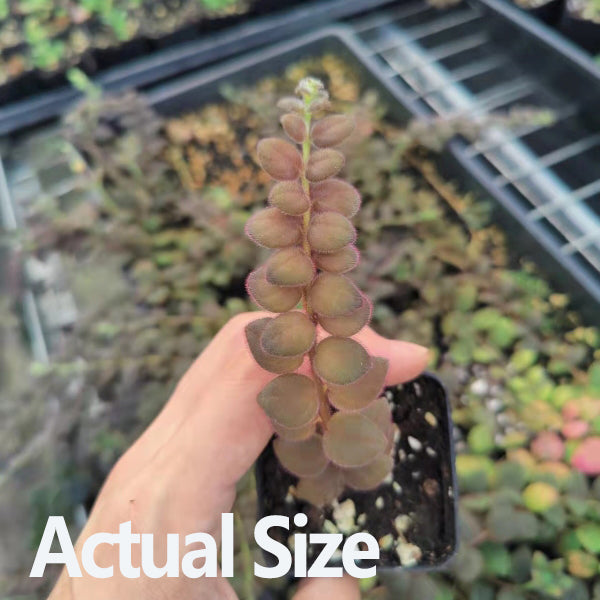 Columnea sp. for Sale | My Home Nature