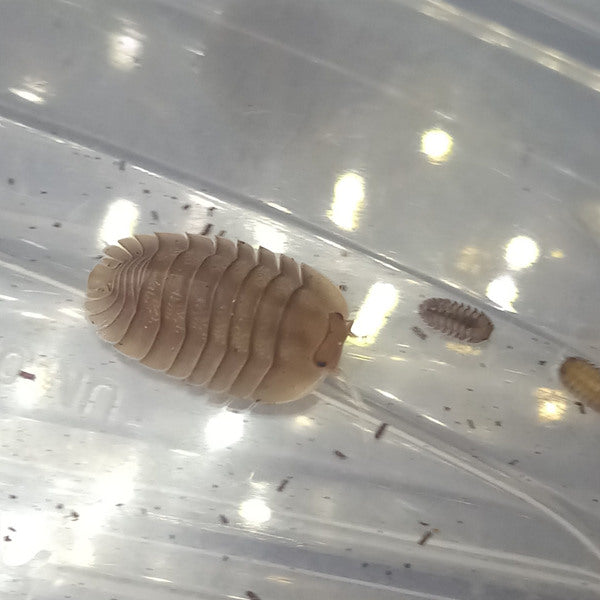 Cubaris sp. ‘Soil’ Isopods for Sale | My Home Nature