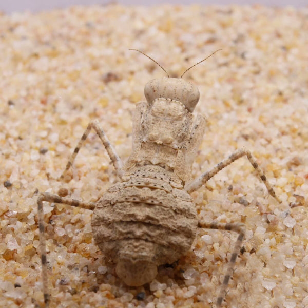 Desert Mantis (Eremiaphila sp.) for Sale | My Home Nature