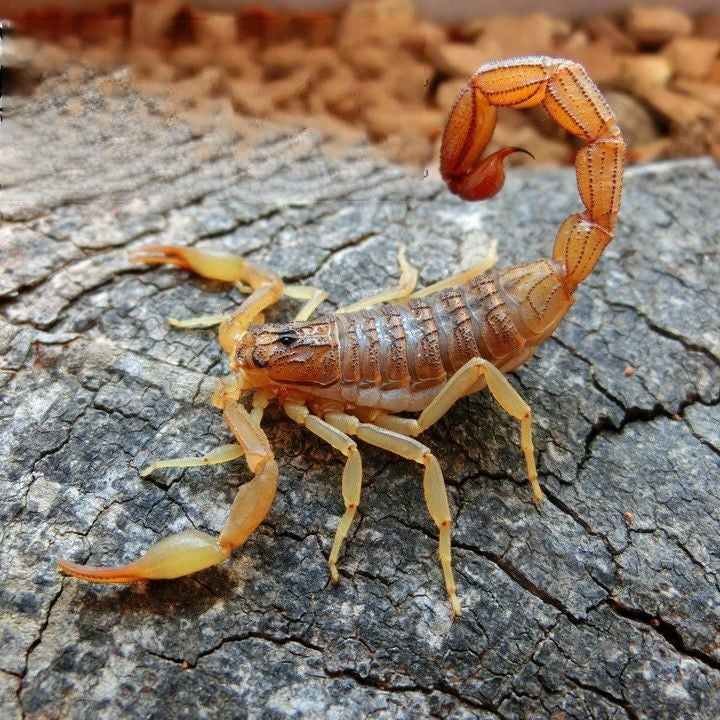 Congo red alligator back scorpion (Hottentotta hottentotta) for Sale ...