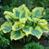 Freedom Hosta for Sale | My Home Nature