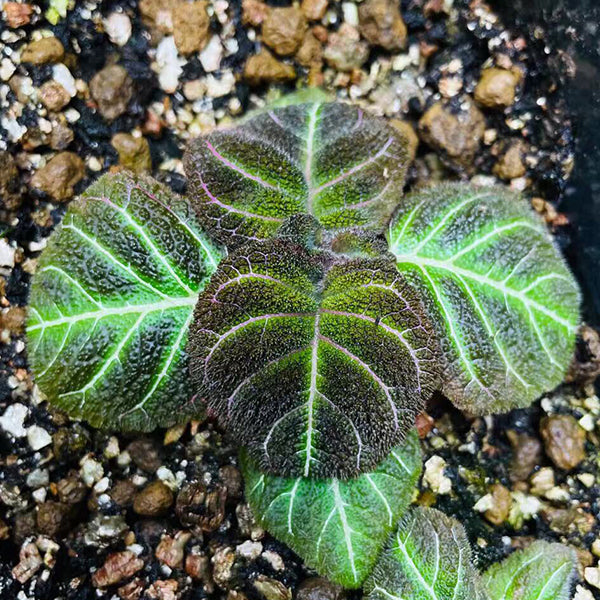 Gesneriaceae sp. fluorescent.- Live Arrival Guarantee | My Home Nature