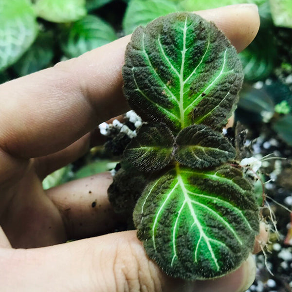 Gesneriaceae sp. fluorescent.- Live Arrival Guarantee | My Home Nature