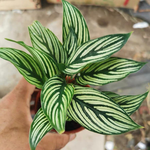 Calathea Elliptica ‘ Vittata ’ for Sale | My Home Nature
