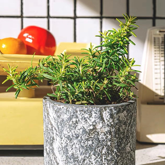 Gold Dust Rosemary (Rosmarinus officinalis) for Sale | My Home Nature