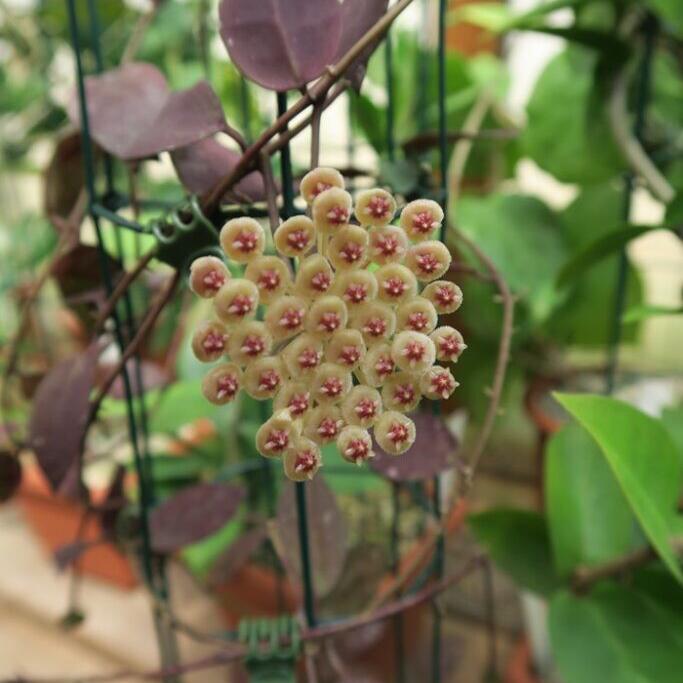 Hoya pubera 'Hoya aff. picta' for Sale | My Home Nature
