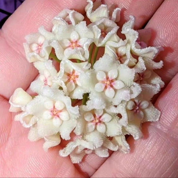 Hoya lima – My Home Nature