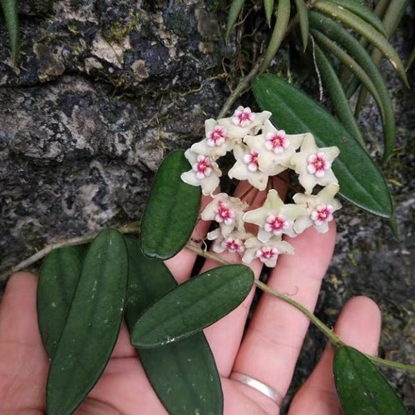 Hoya lyi for Sale | My Home Nature