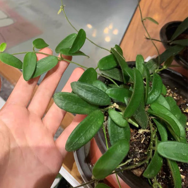 Hoya lyi Pink flower for Sale | My Home Nature