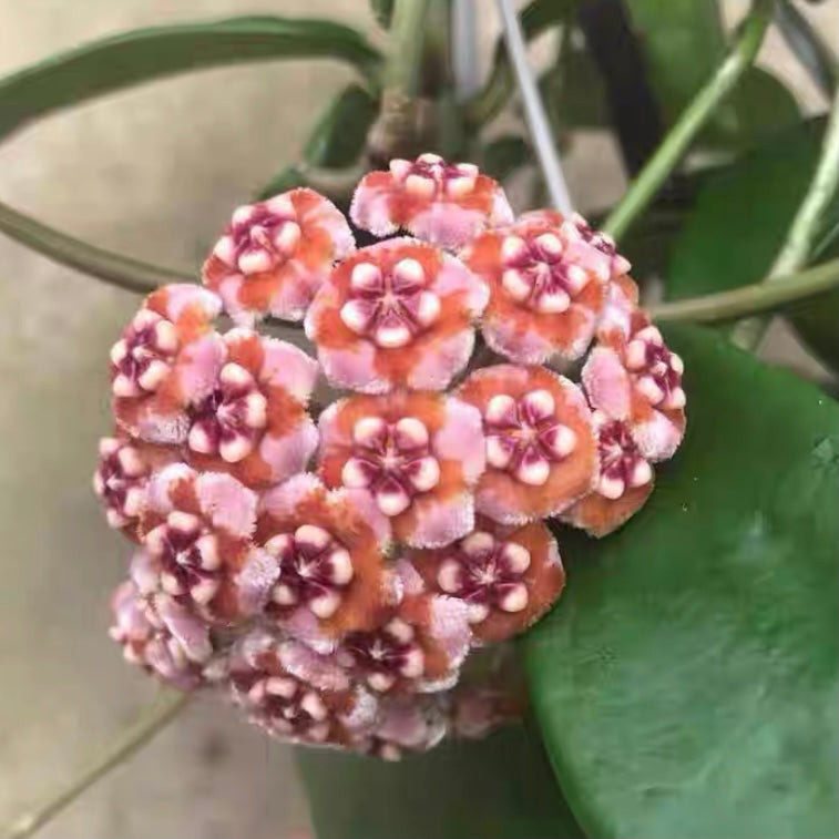 Hoya meliflua for Sale | My Home Nature