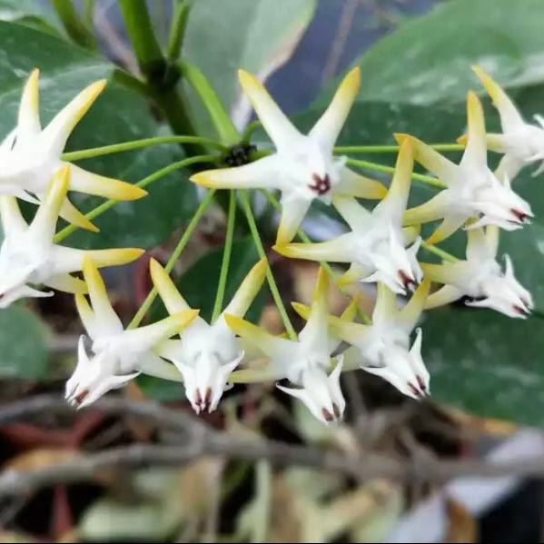 Shooting Star Hoya ( Hoya multiflora ) for Sale | My Home Nature