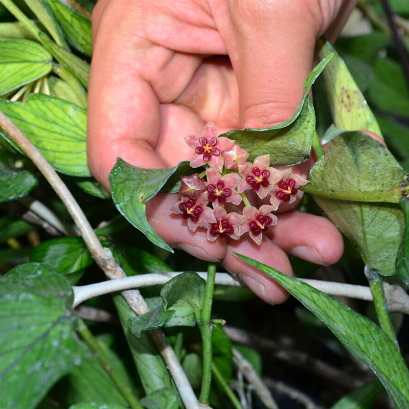 Hoya polyneura 'Fish tail Hoya' for Sale | My Home Nature