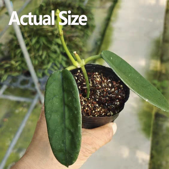 Hoya sp. motuoensis – My Home Nature