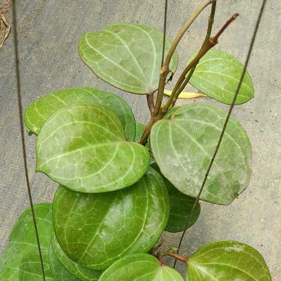 Hoya – My Home Nature
