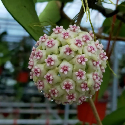 Hoya wonder for Sale | My Home Nature