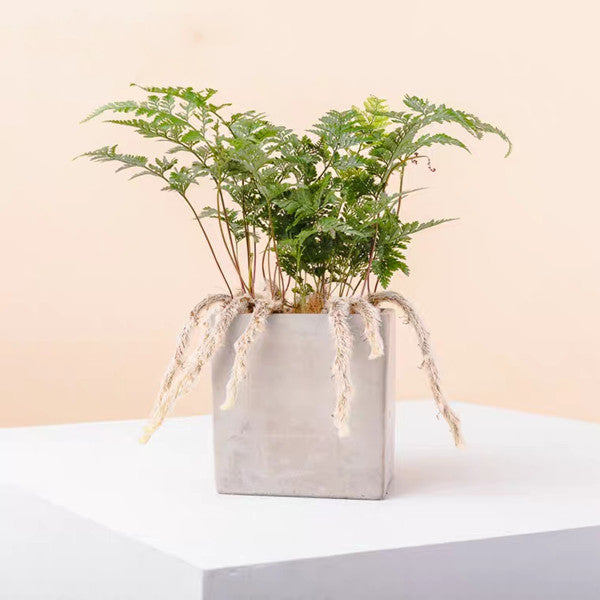 Rabbit's Foot Fern (Humata griffithiana) for Sale | My Home Nature