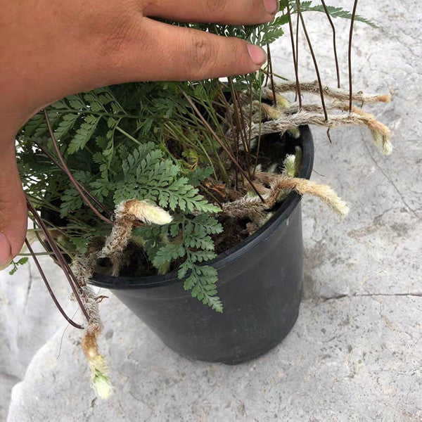 Rabbit's Foot Fern (Humata griffithiana) for Sale | My Home Nature
