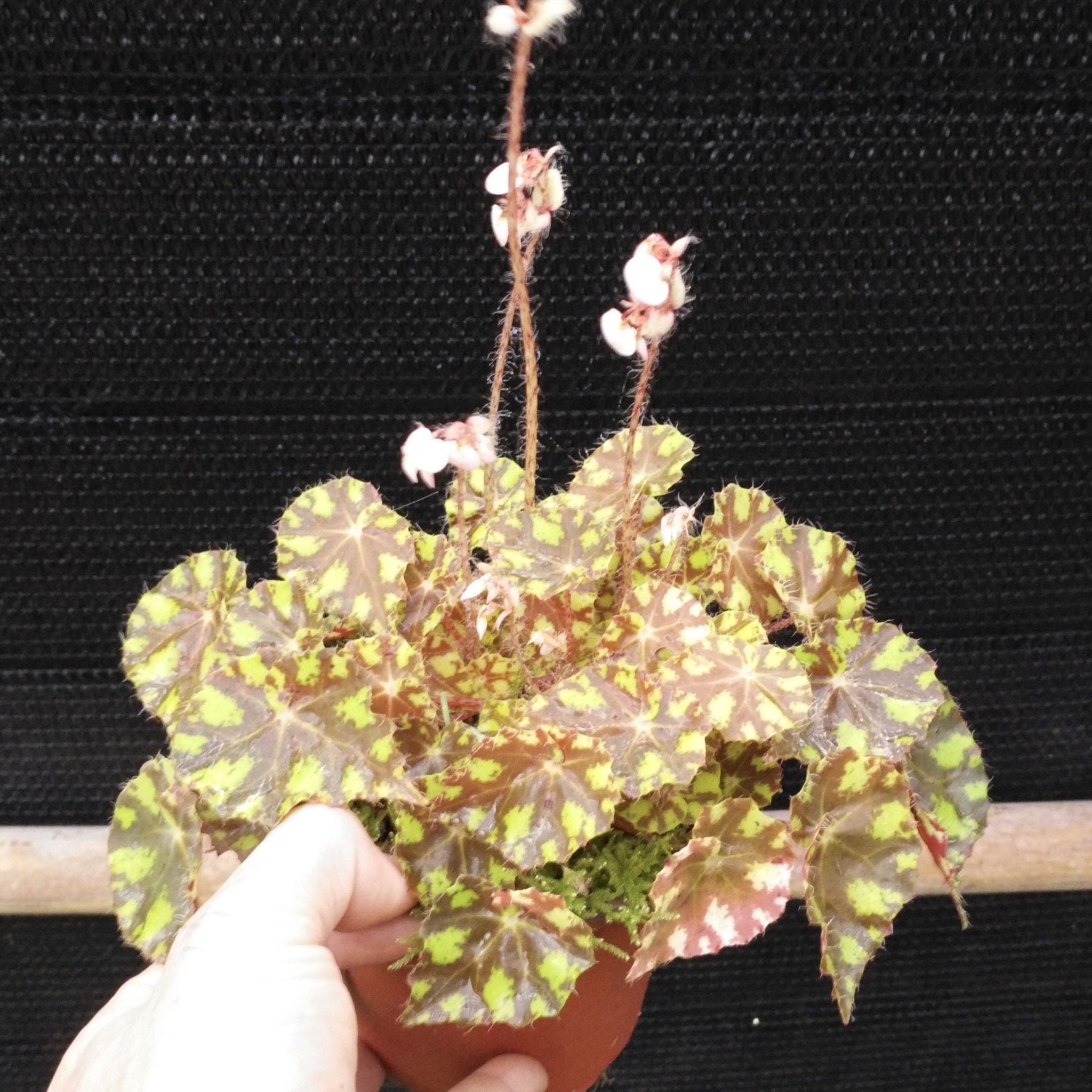 Begonia "Tiger Kitten" for Sale | My Home Nature