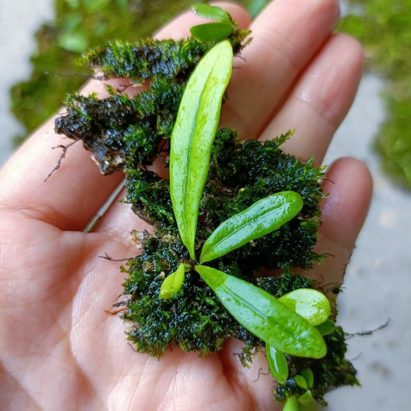 Lepisorus thunbergianus (Kaulf.) Ching for sale – My Home Nature