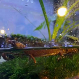 Chinese Water Skink (Tropidophorus sinicus) for Sale | My Home Nature