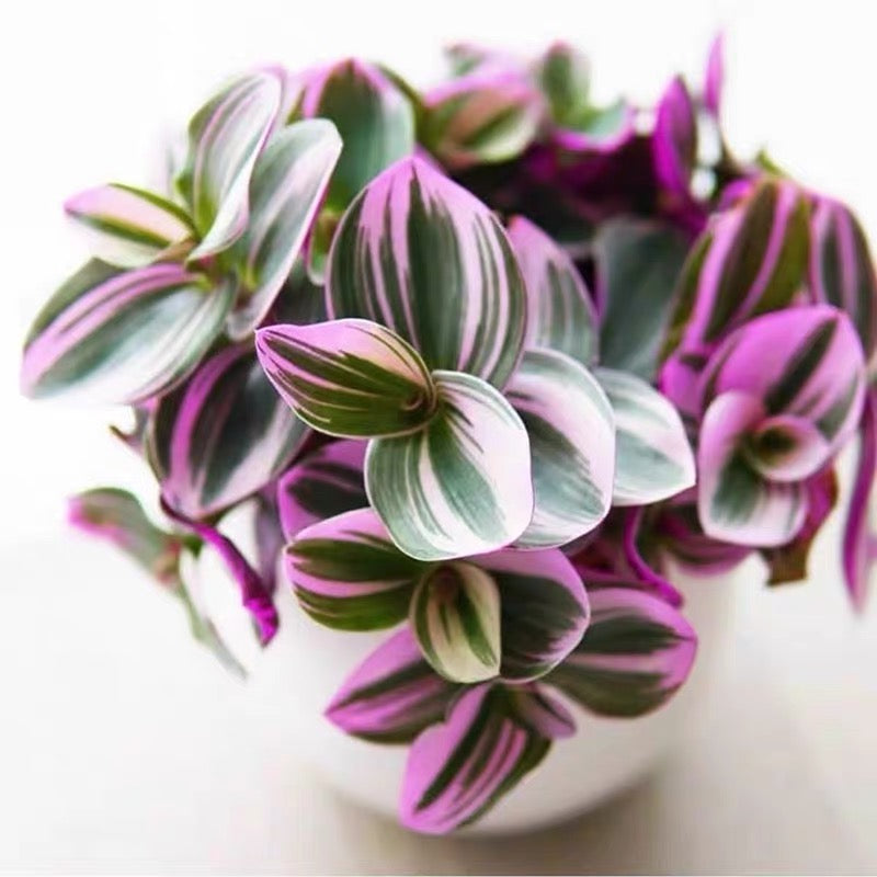 Inch Plant ( Tradescantia ' nanouk ' ) for Sale | My Home Nature